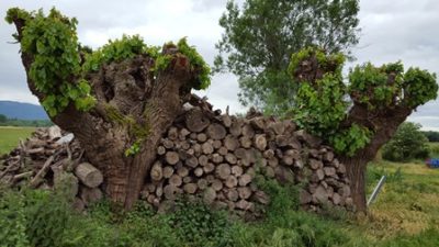 Auswahl der Baumarten – Agroforst